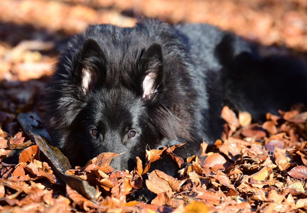 What Kind of Pet Would an INTJ Have? - Bryan C. Laesch